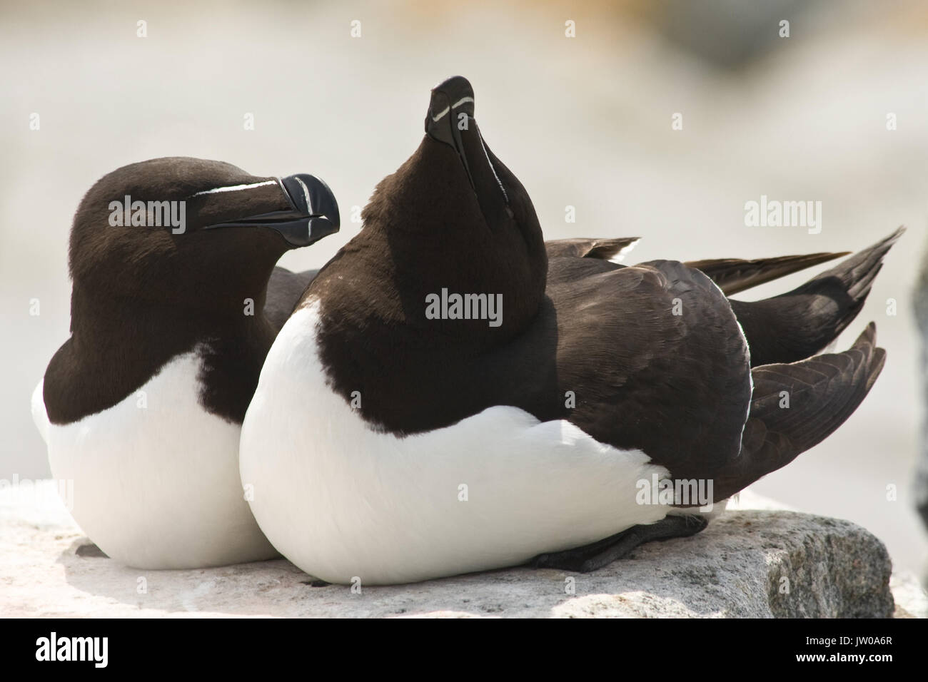 Seal eating fish arctic hi-res stock photography and images - Alamy