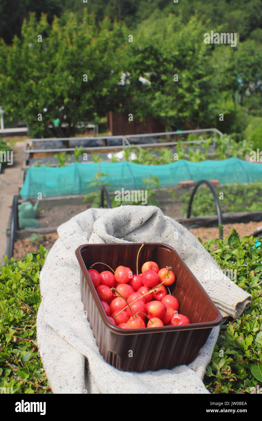 Suburban allotment allotment sheffield hi-res stock photography and ...