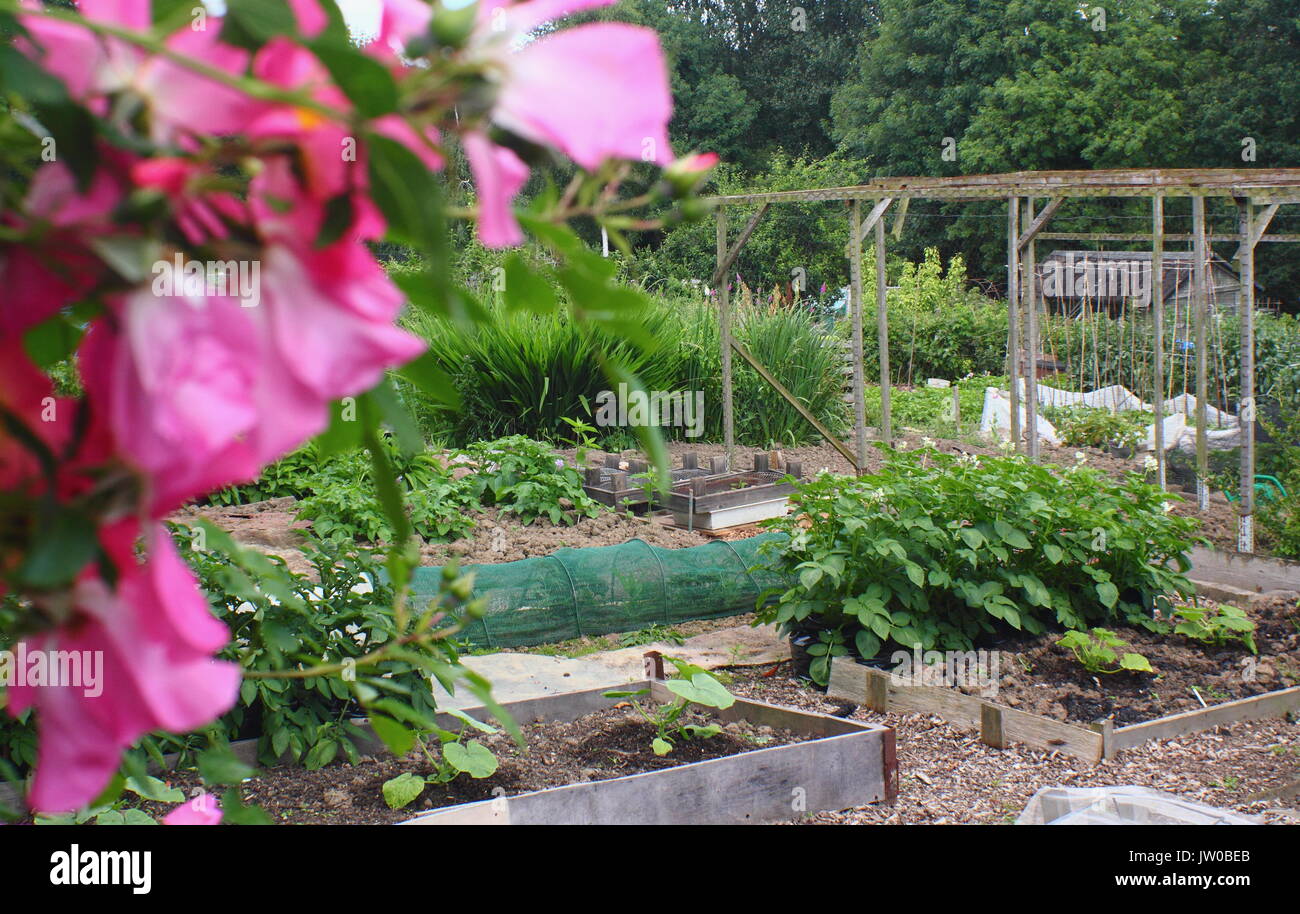 Thriving allotment garden hi-res stock photography and images - Alamy