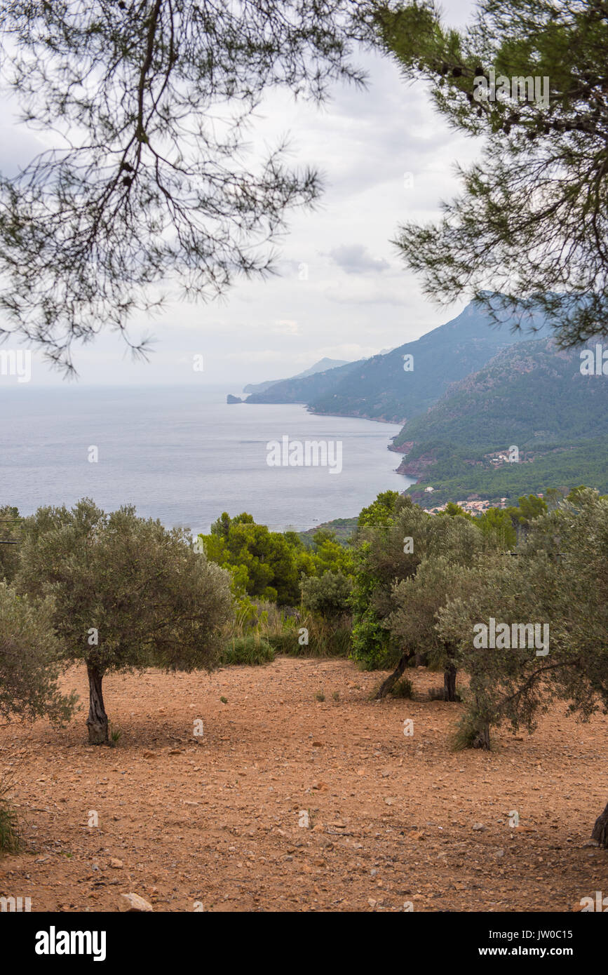 Look over an olive grove on the coast of Majorca Stock Photo - Alamy