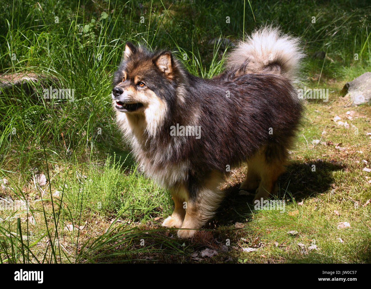Finnish herding dog hi-res stock photography and images - Alamy