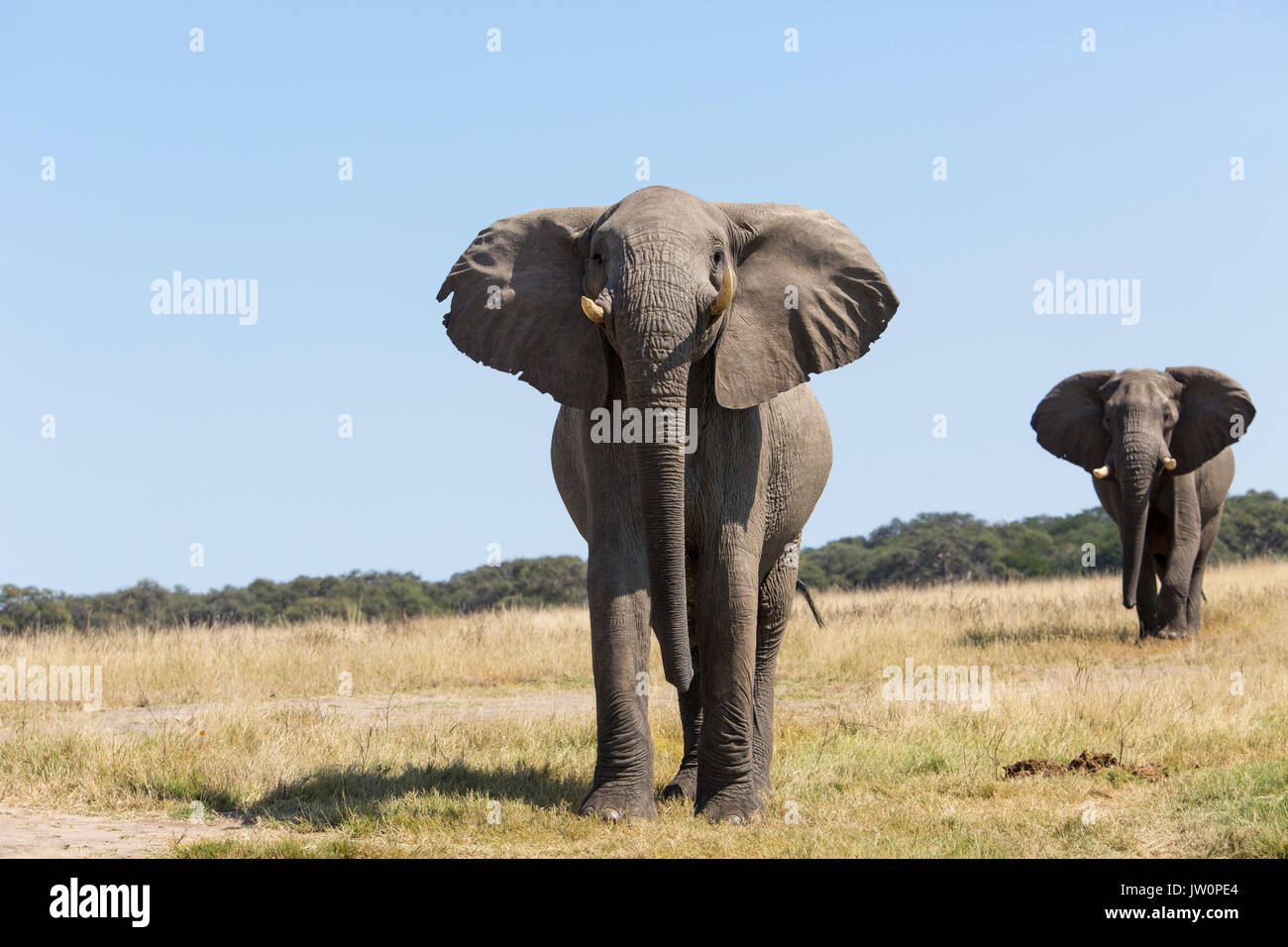 Body posture hi-res stock photography and images - Alamy