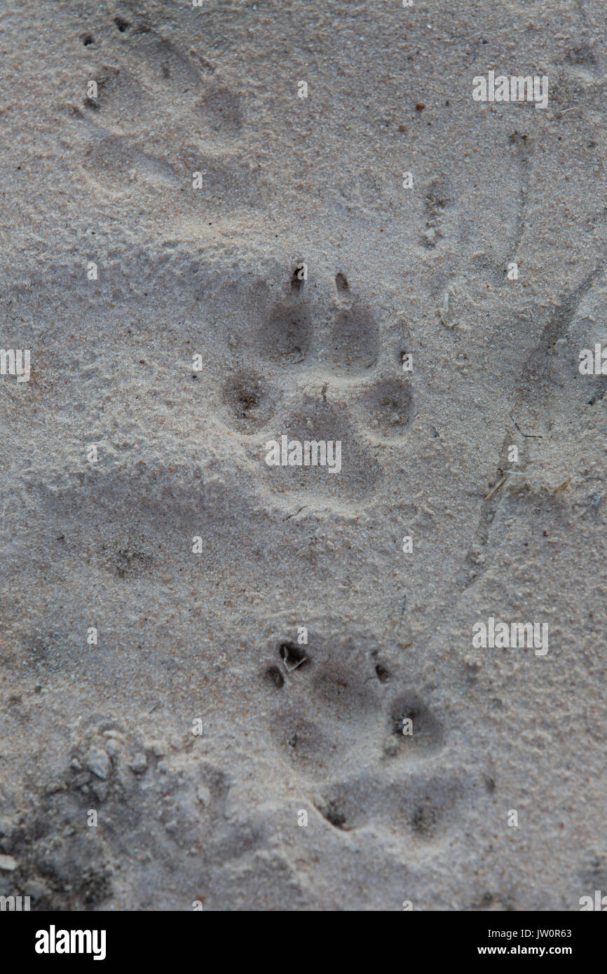 Spotted hyena (Crocuta crocuta) tracks in soft sand Stock Photo - Alamy