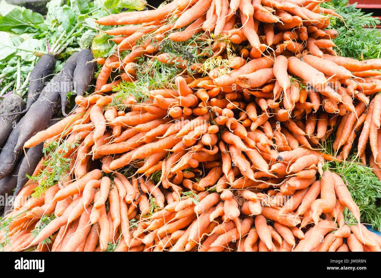 Lots of carrots hi-res stock photography and images - Alamy