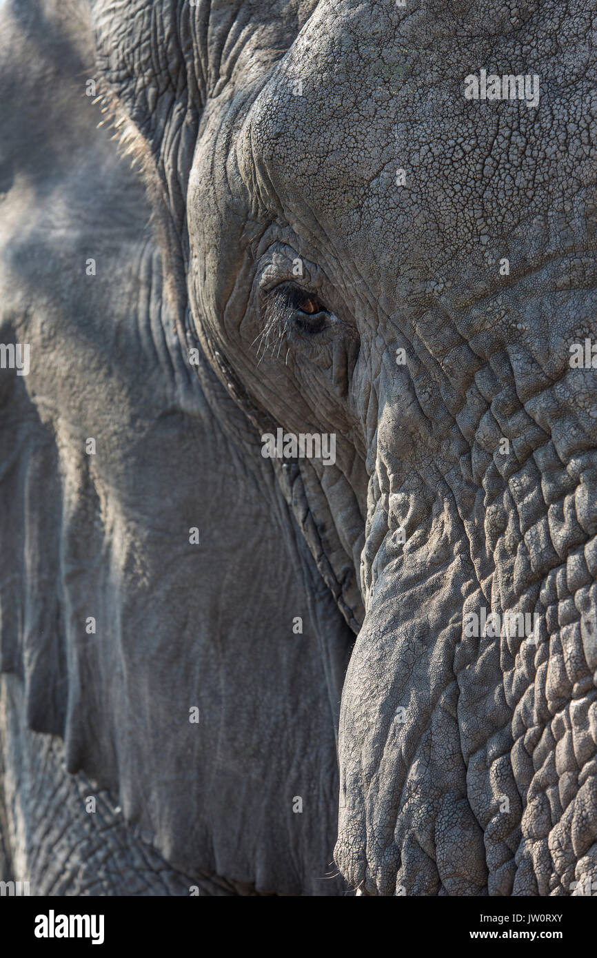 Frontal close up of an elephant hi-res stock photography and images - Alamy
