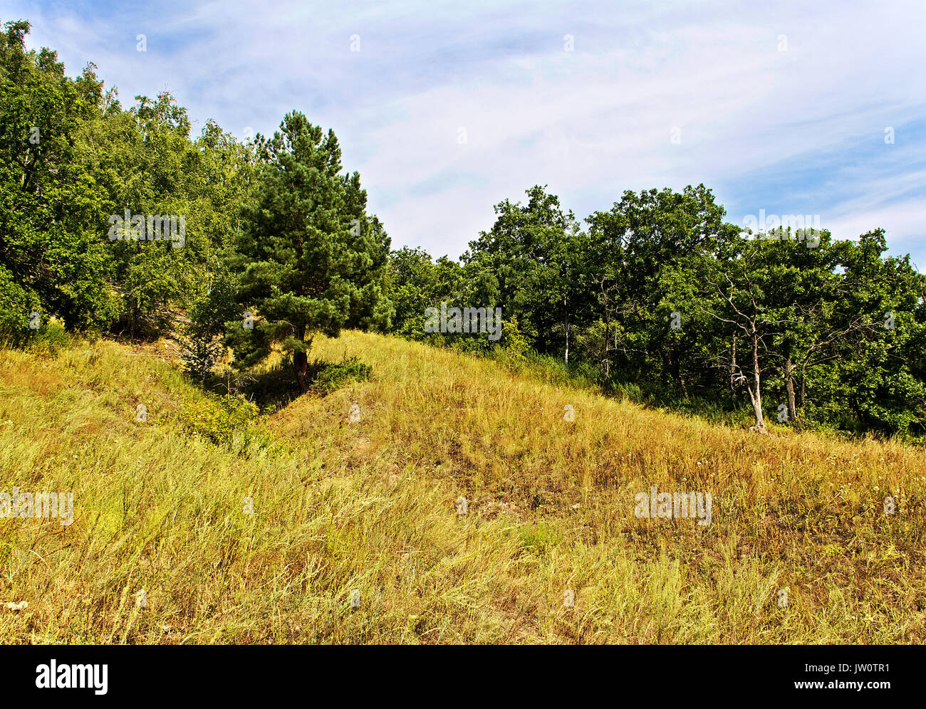 Forest edge on a hillside on a summer sunny day Stock Photo - Alamy