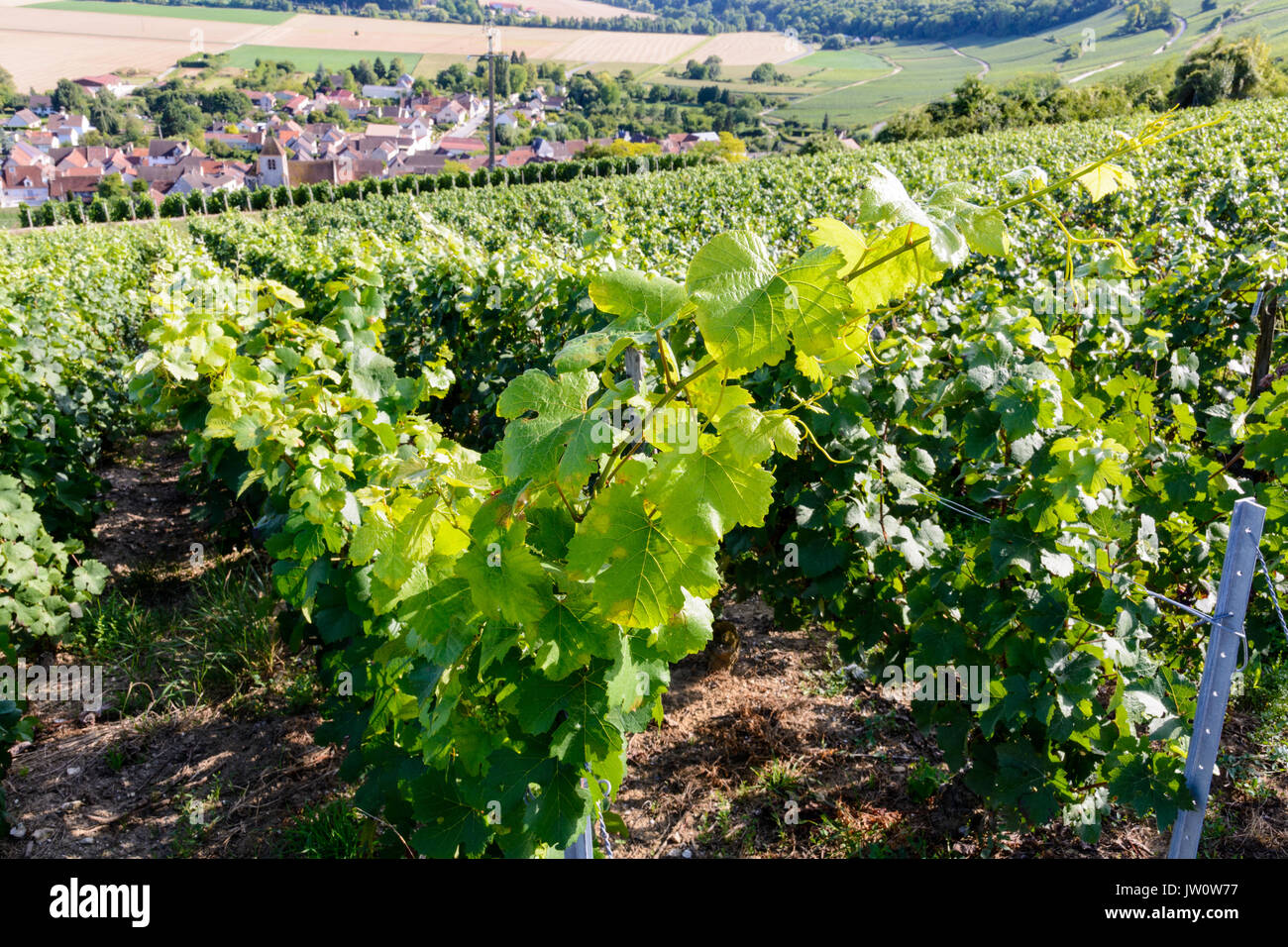 Autumn vineyard france champagne hi-res stock photography and images ...