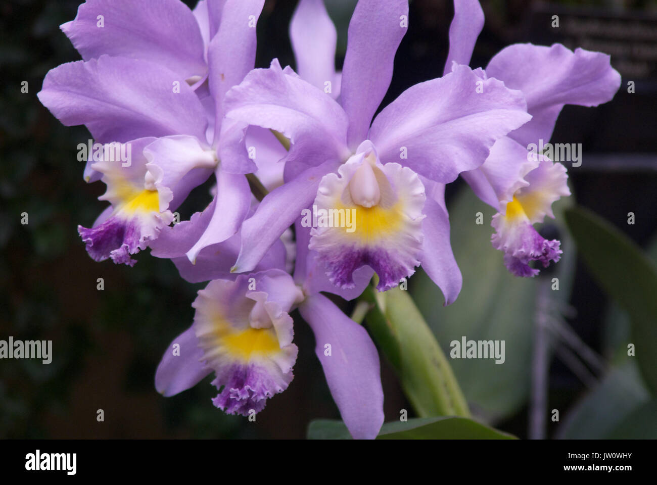 Pennsylvania flowers hi-res stock photography and images - Alamy