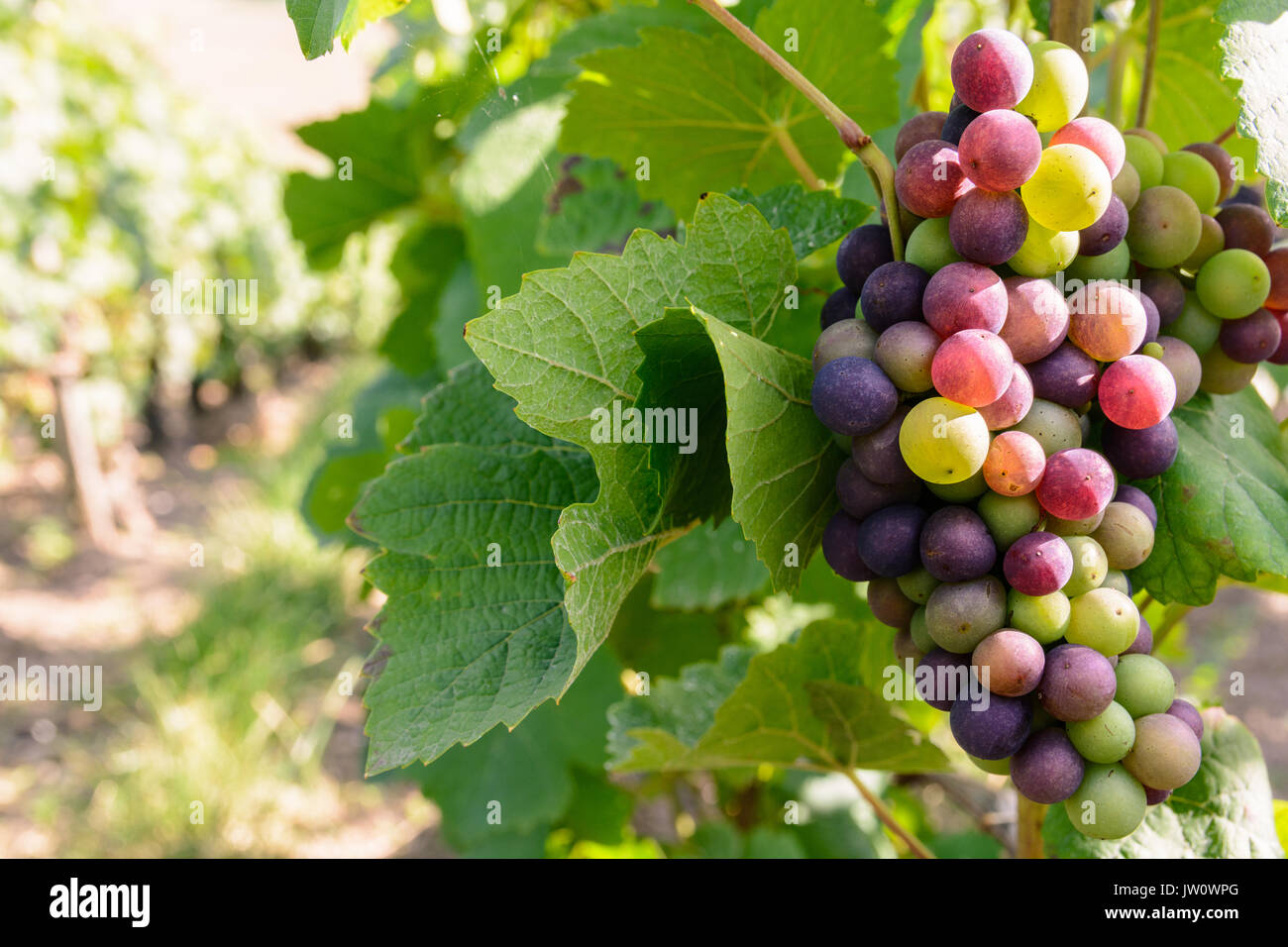 Close-up view of a bunch of grapes at different stages of ripeness in ...