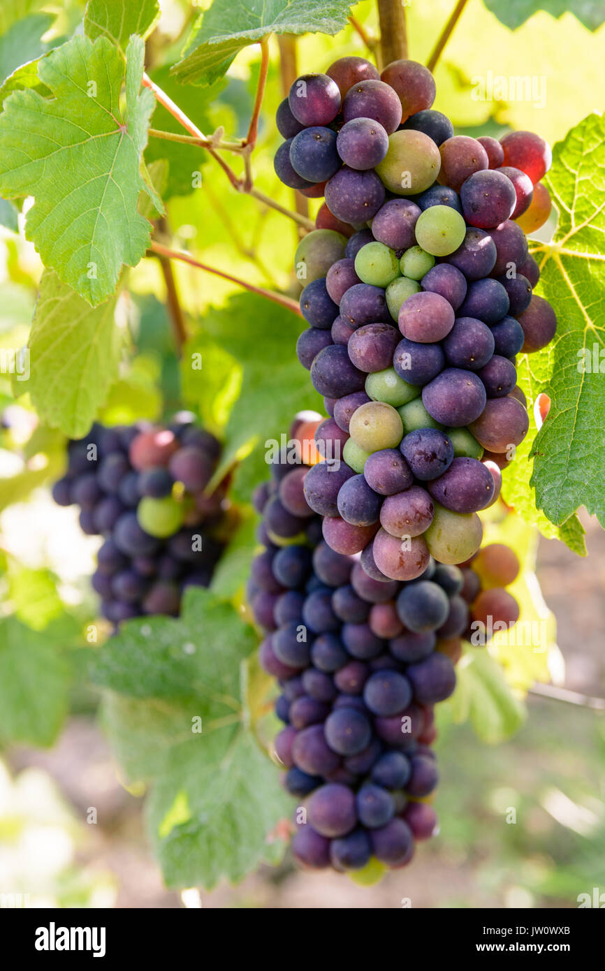 Close-up view of bunches of grapes at different stages of ripeness in ...