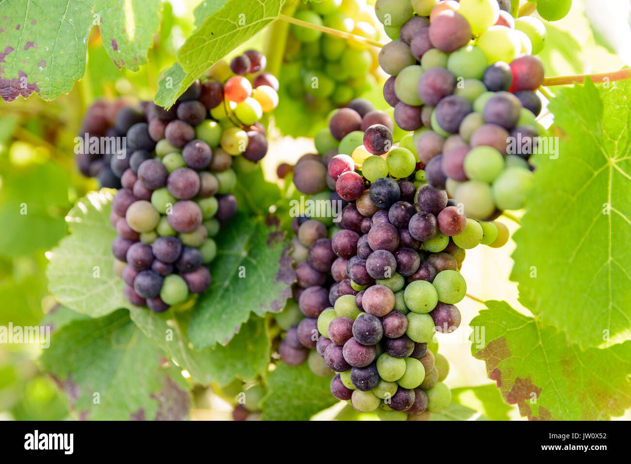 Grape ripeness stages hi-res stock photography and images - Alamy