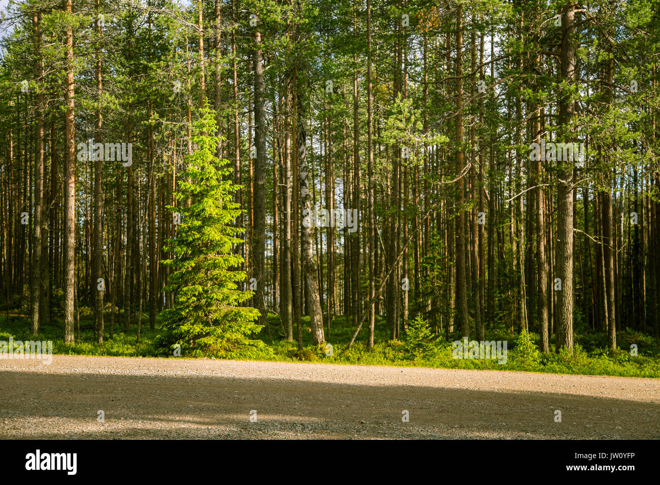 Via Karelia road in Finland Stock Photo - Alamy