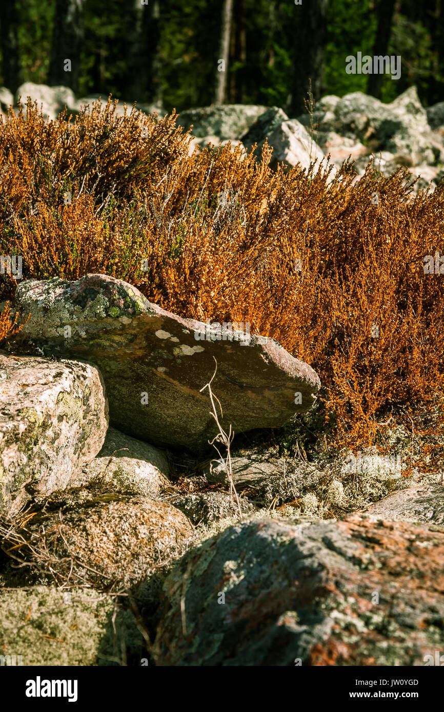 A beautiful rocky forest landscape in Finland Stock Photo - Alamy