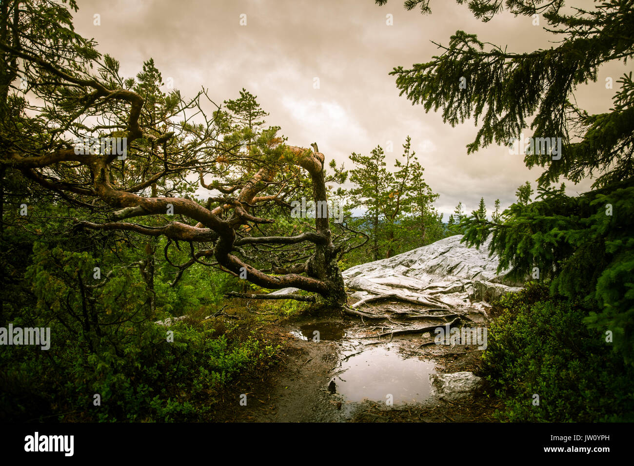 A beautiful rocky forest landscape in Finland Stock Photo - Alamy