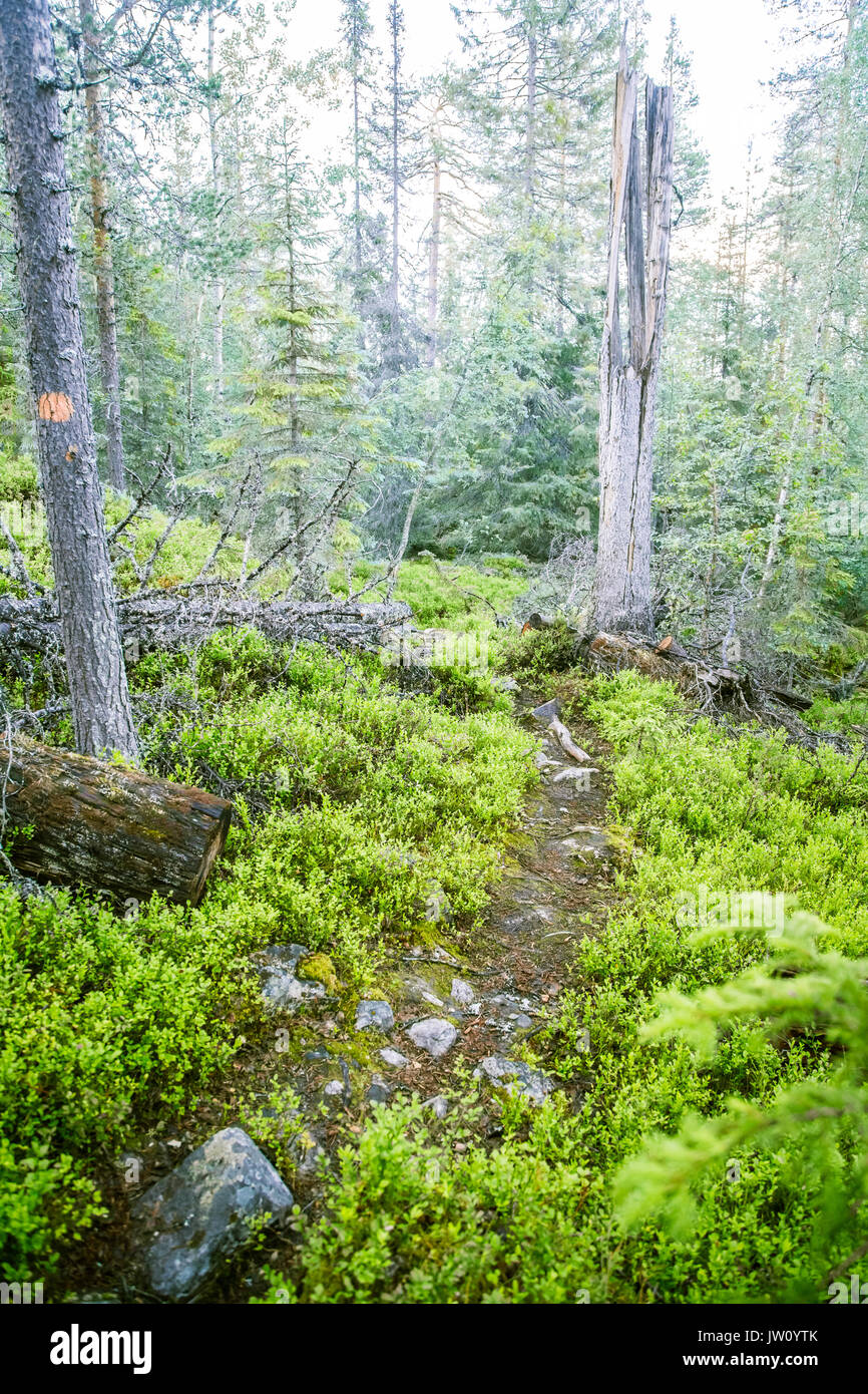 A beautiful rocky forest landscape in Finland Stock Photo - Alamy
