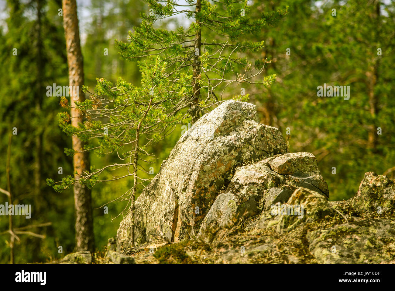 A beautiful rocky forest landscape in Finland Stock Photo - Alamy