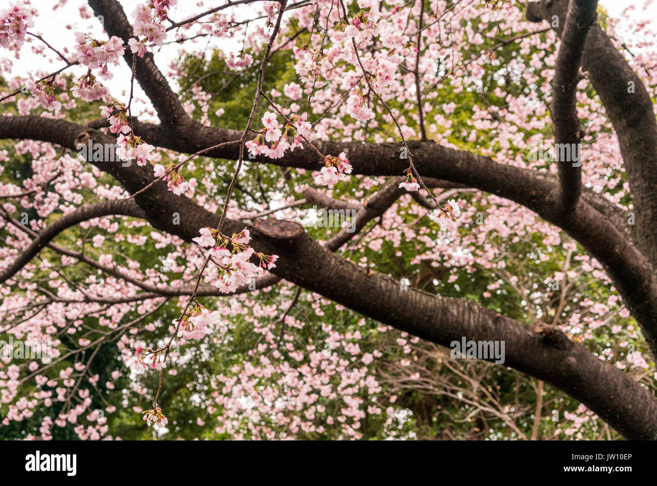 New cherry blossom in early Spring, Tokyo, Japan Stock Photo - Alamy