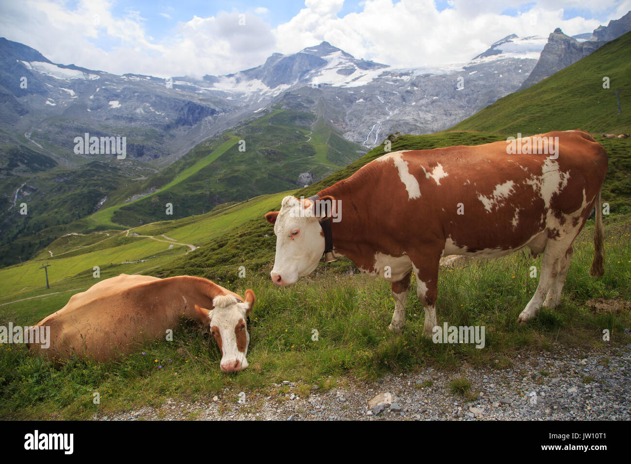 Alpine brown cow on green meadow, Austria, Zillertal Stock Photo - Alamy