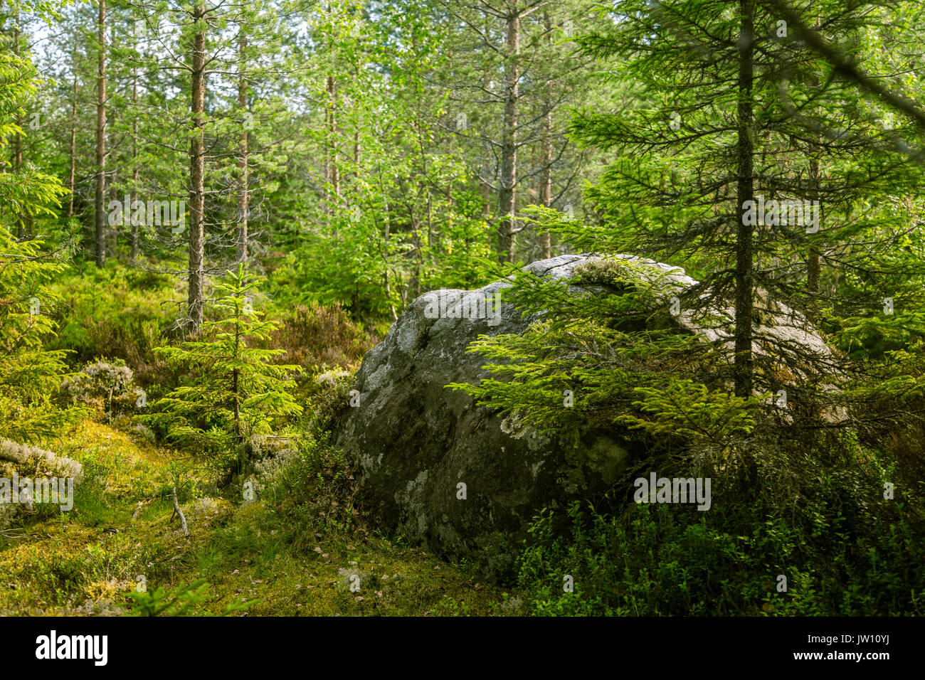 A beautiful rocky forest landscape in Finland Stock Photo - Alamy