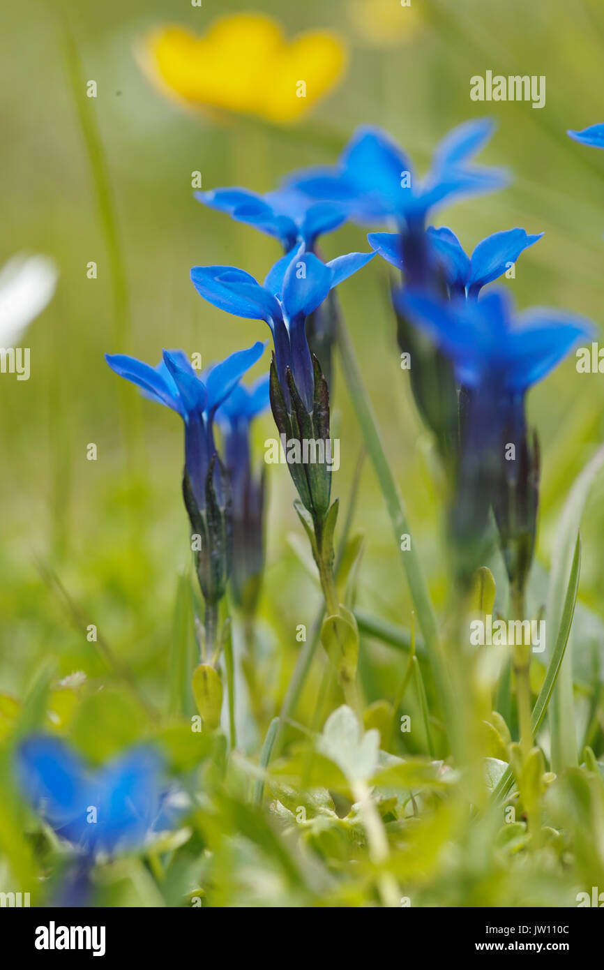 Alpin gentian hi-res stock photography and images - Alamy