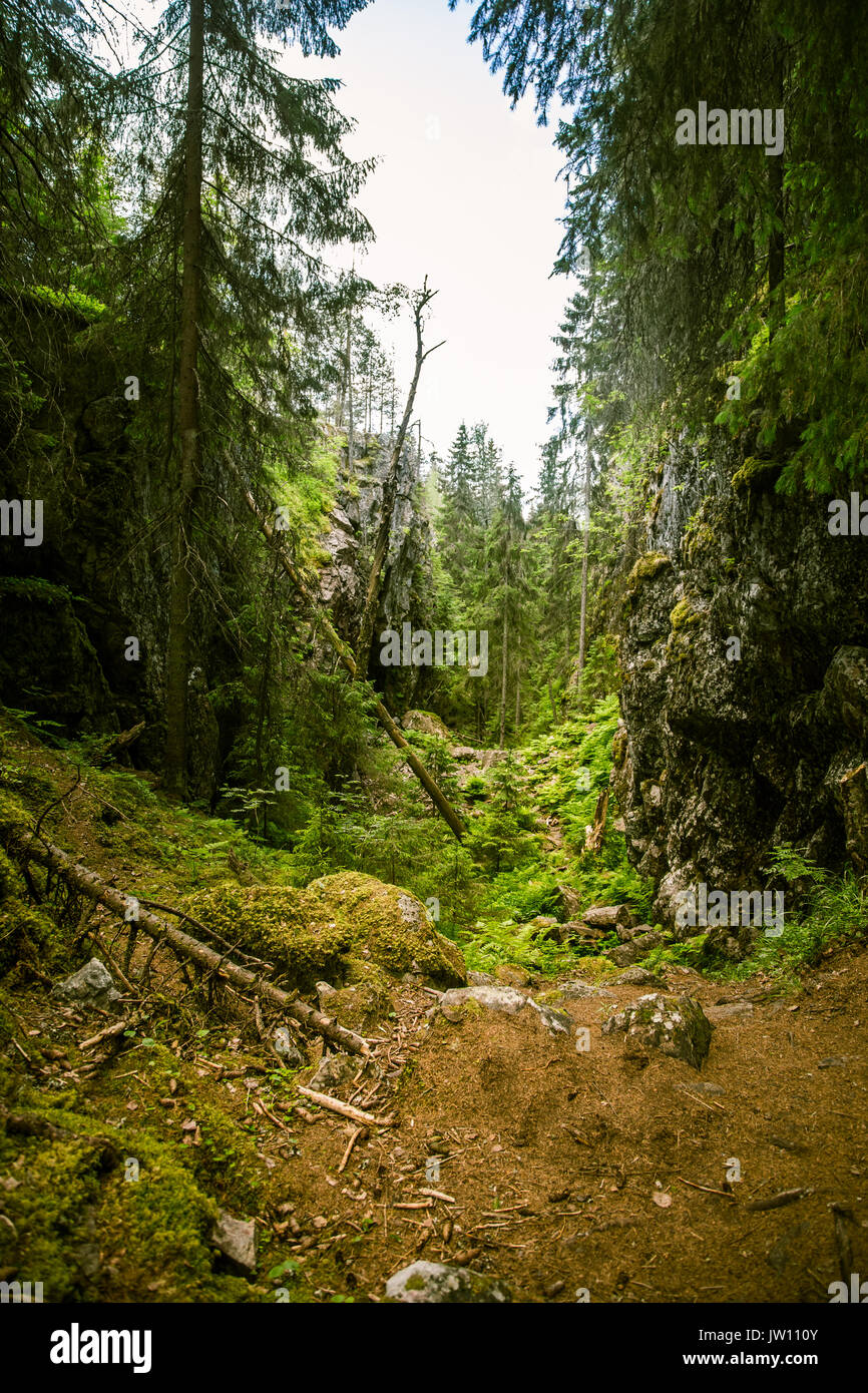 A beautiful rocky forest landscape in Finland Stock Photo - Alamy