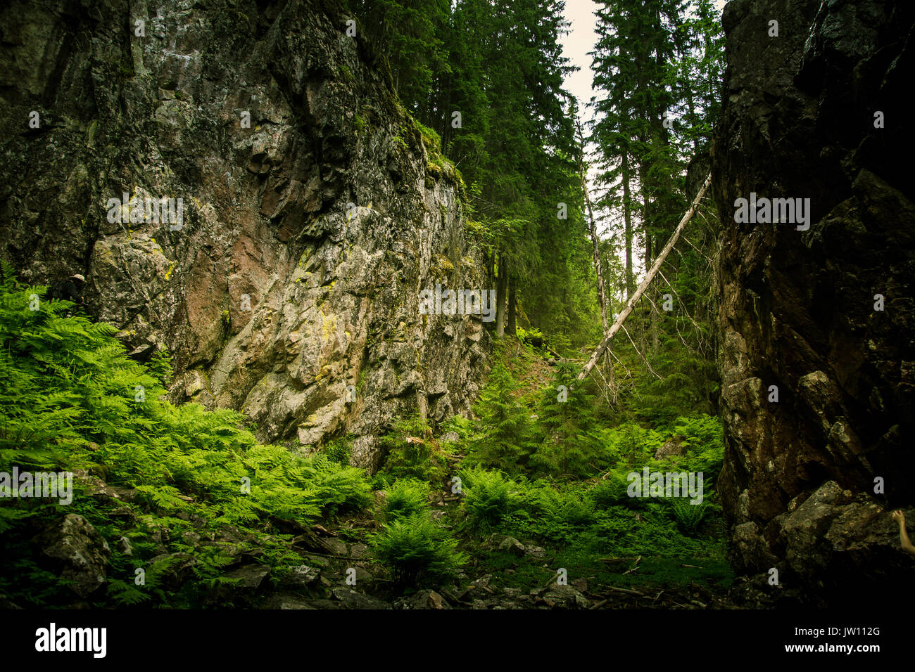 A beautiful rocky forest landscape in Finland Stock Photo - Alamy
