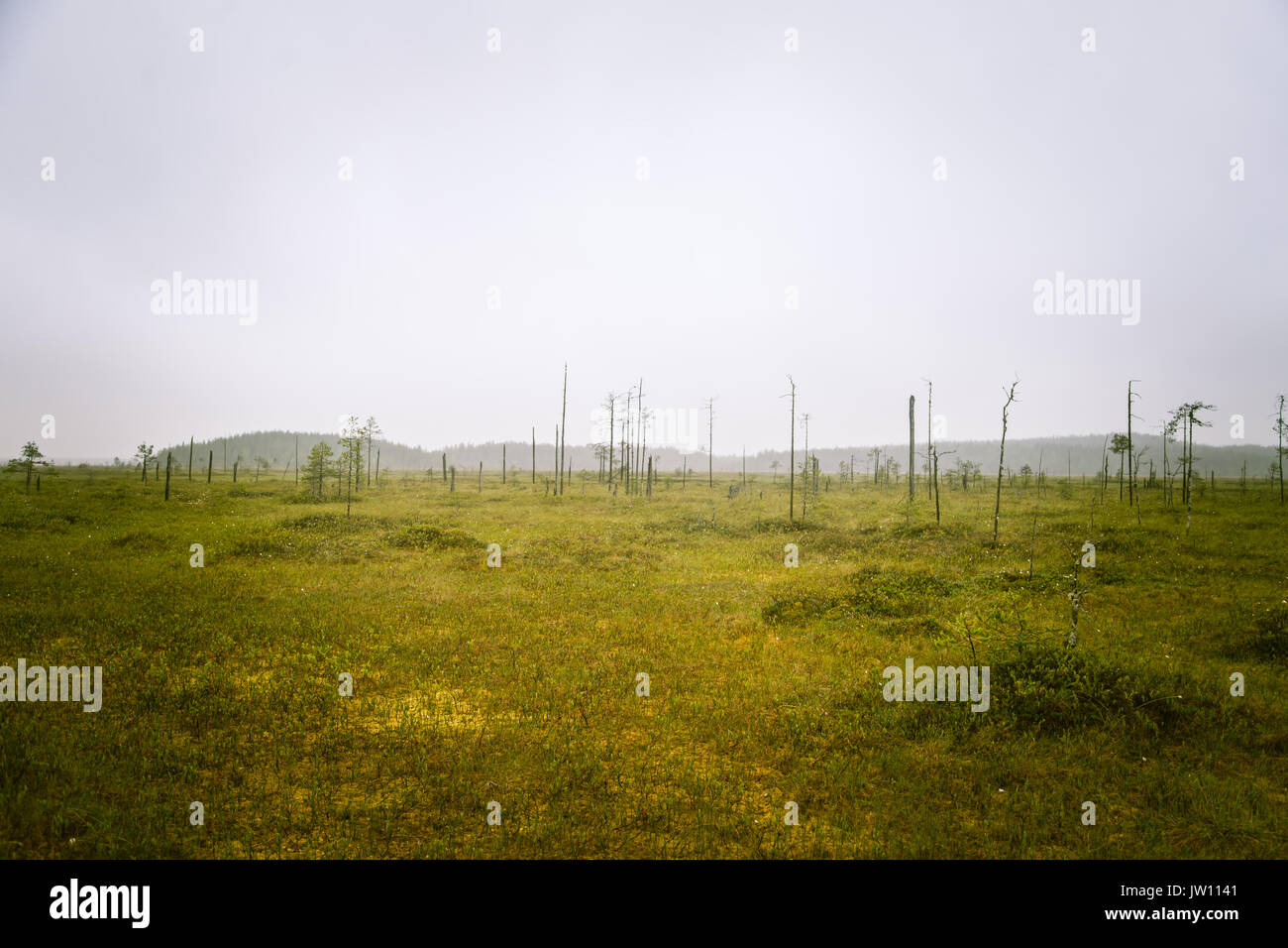 A beautiful mire landscape in Finland - dreamy, foggy look Stock Photo ...