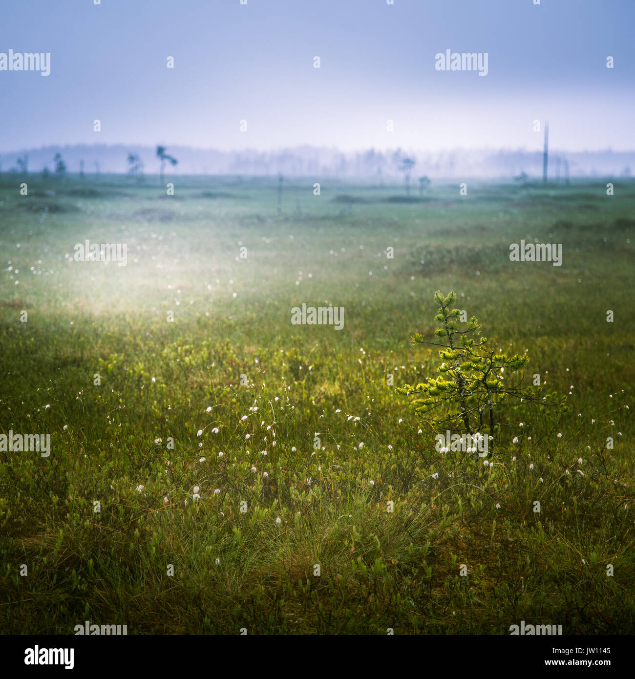 A beautiful mire landscape in Finland - dreamy, foggy look Stock Photo ...