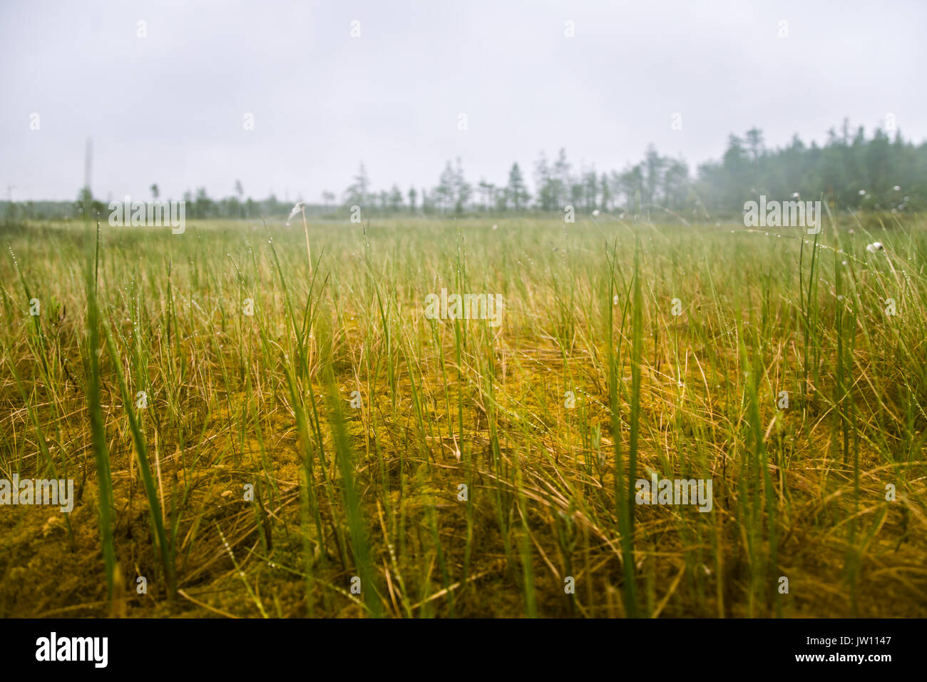 A beautiful mire landscape in Finland - dreamy, foggy look Stock Photo ...