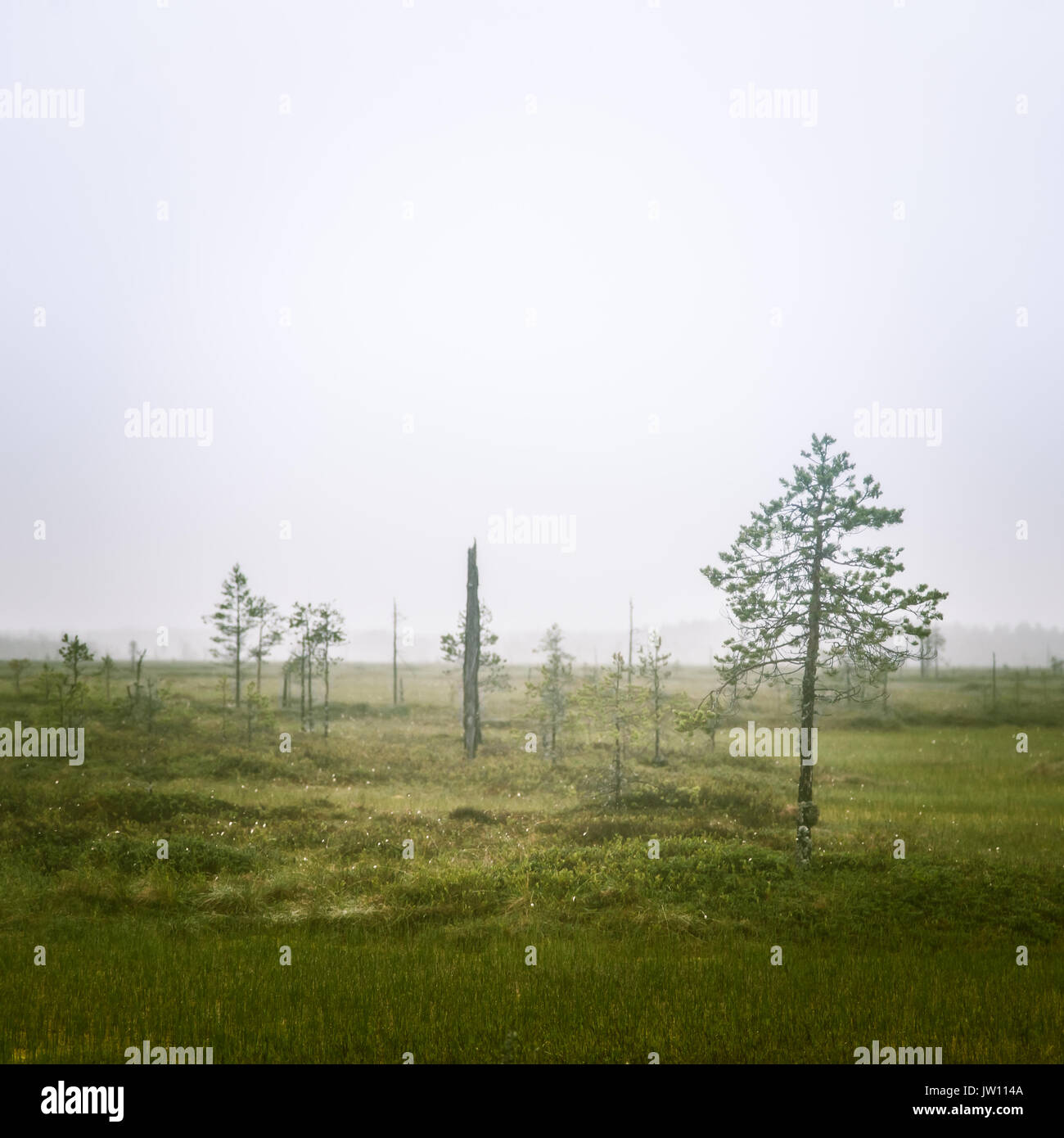 A beautiful mire landscape in Finland - dreamy, foggy look Stock Photo ...