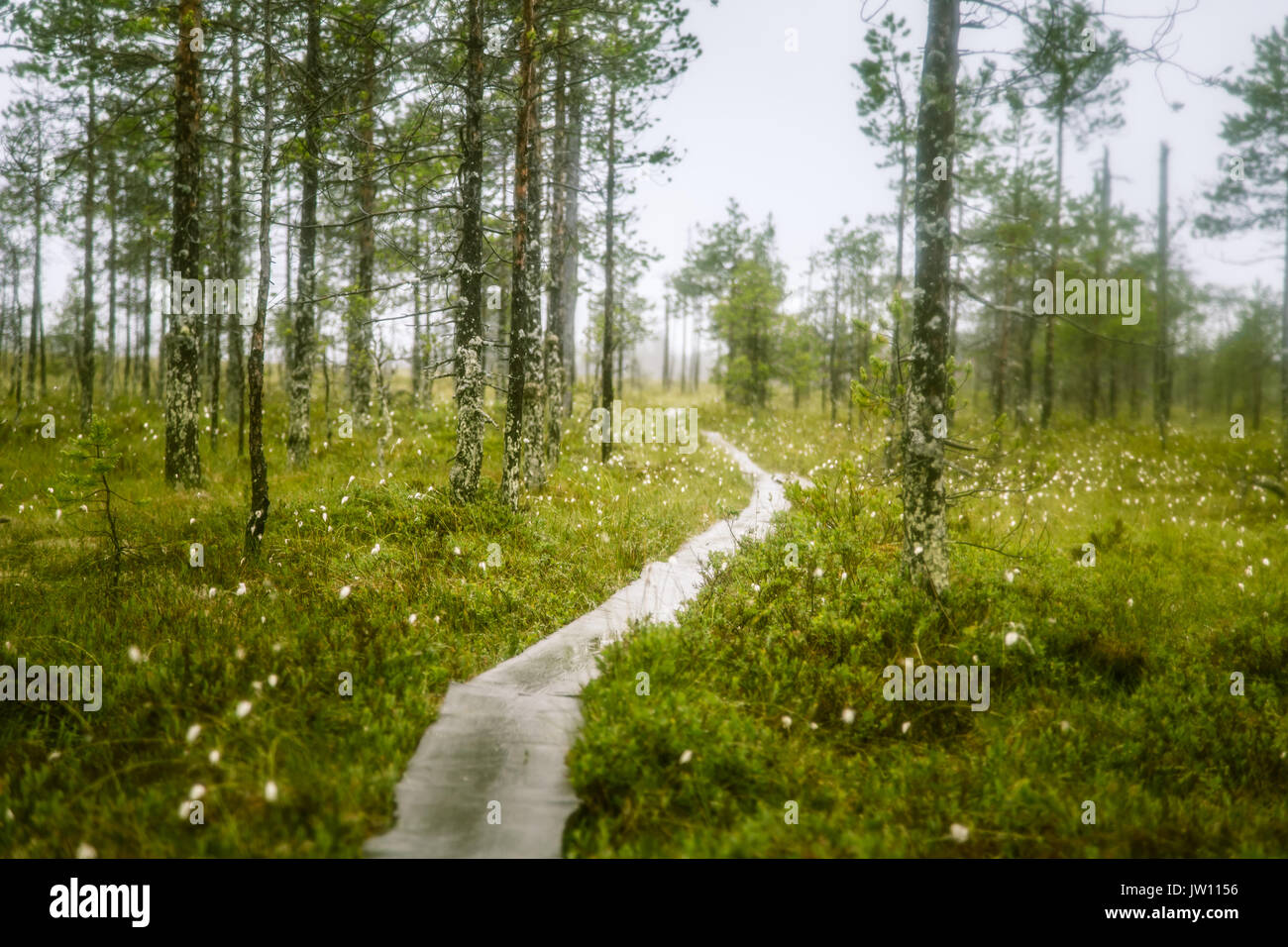 A beautiful mire landscape in Finland - dreamy, foggy look Stock Photo ...