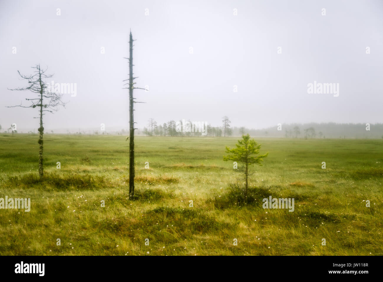 A beautiful mire landscape in Finland - dreamy, foggy look Stock Photo ...