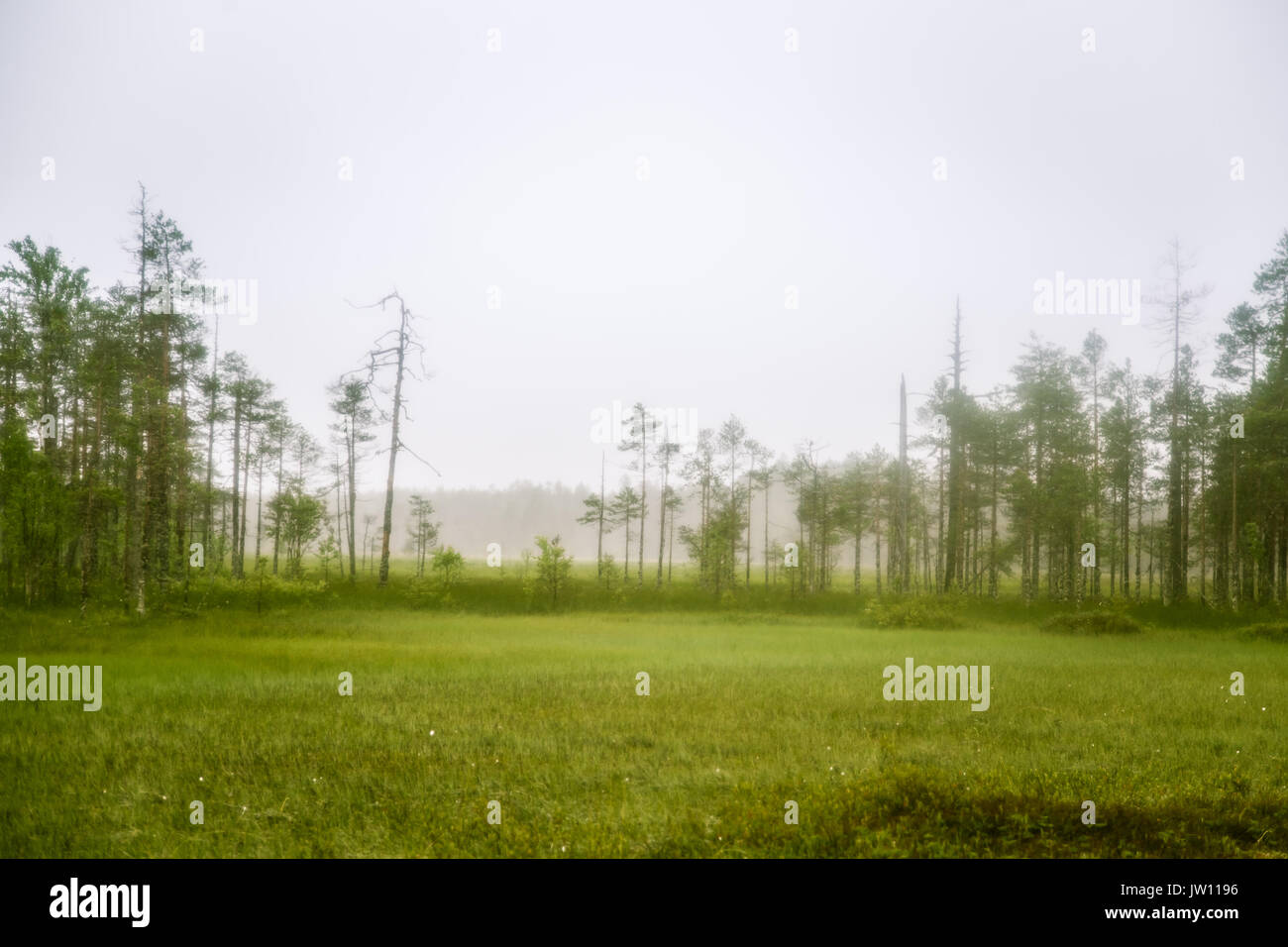 A beautiful mire landscape in Finland - dreamy, foggy look Stock Photo ...