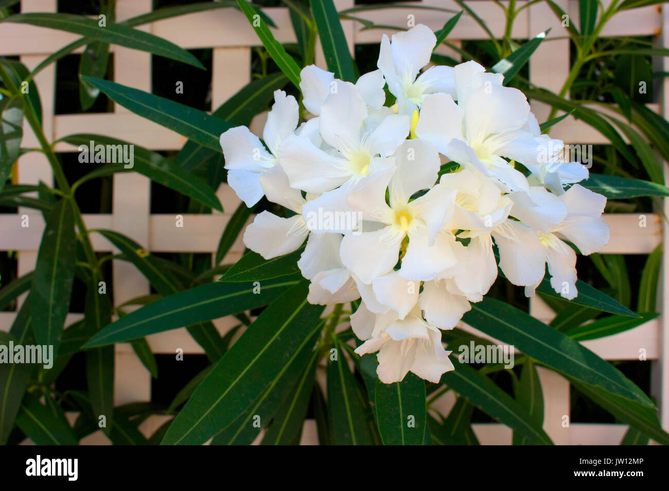 White flowers. Tropical bush with white flowers. Mediterranean plant ...