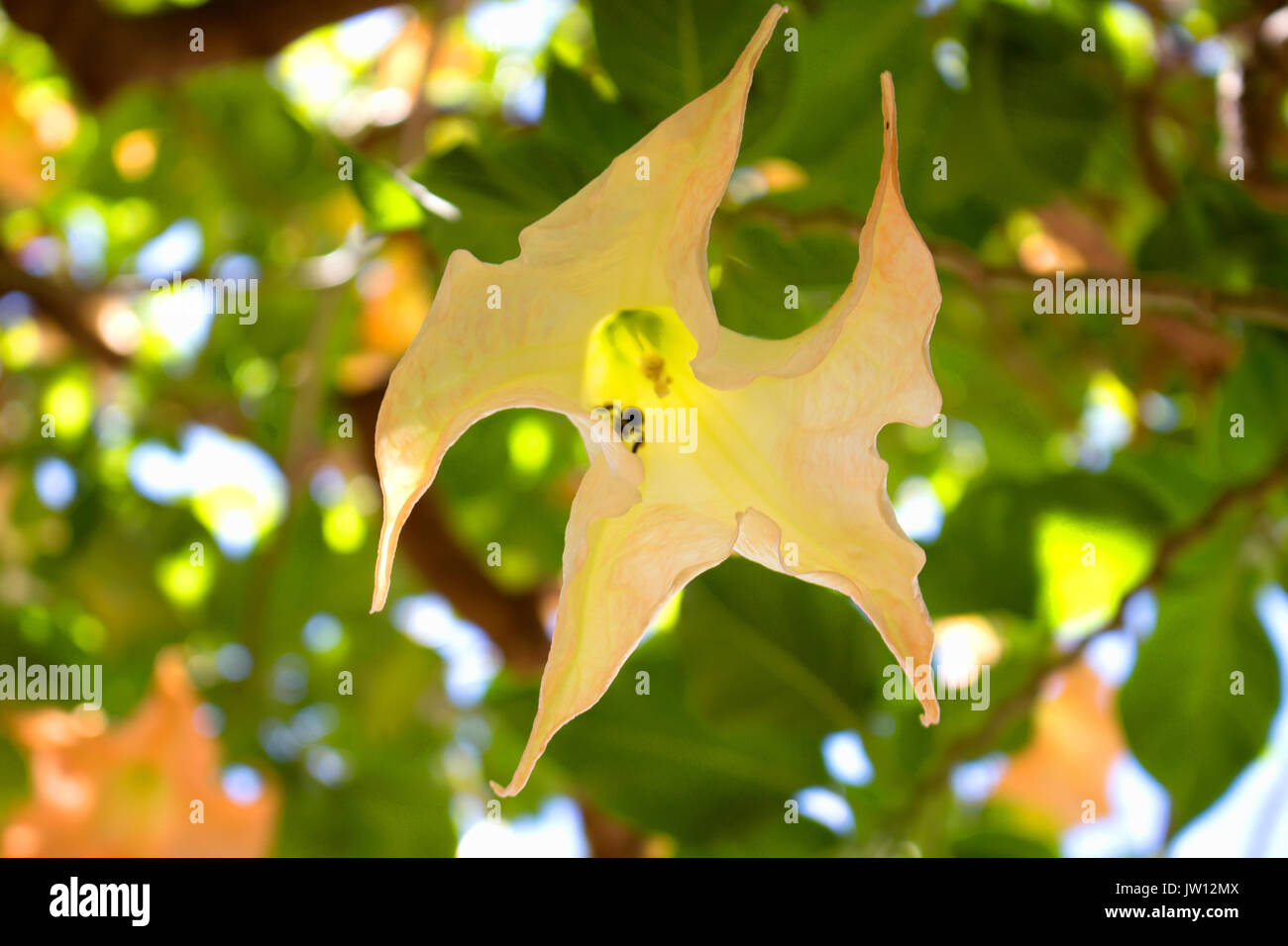 Datura stramonium. Tropical tree with flowers. Mediterranean plant ...