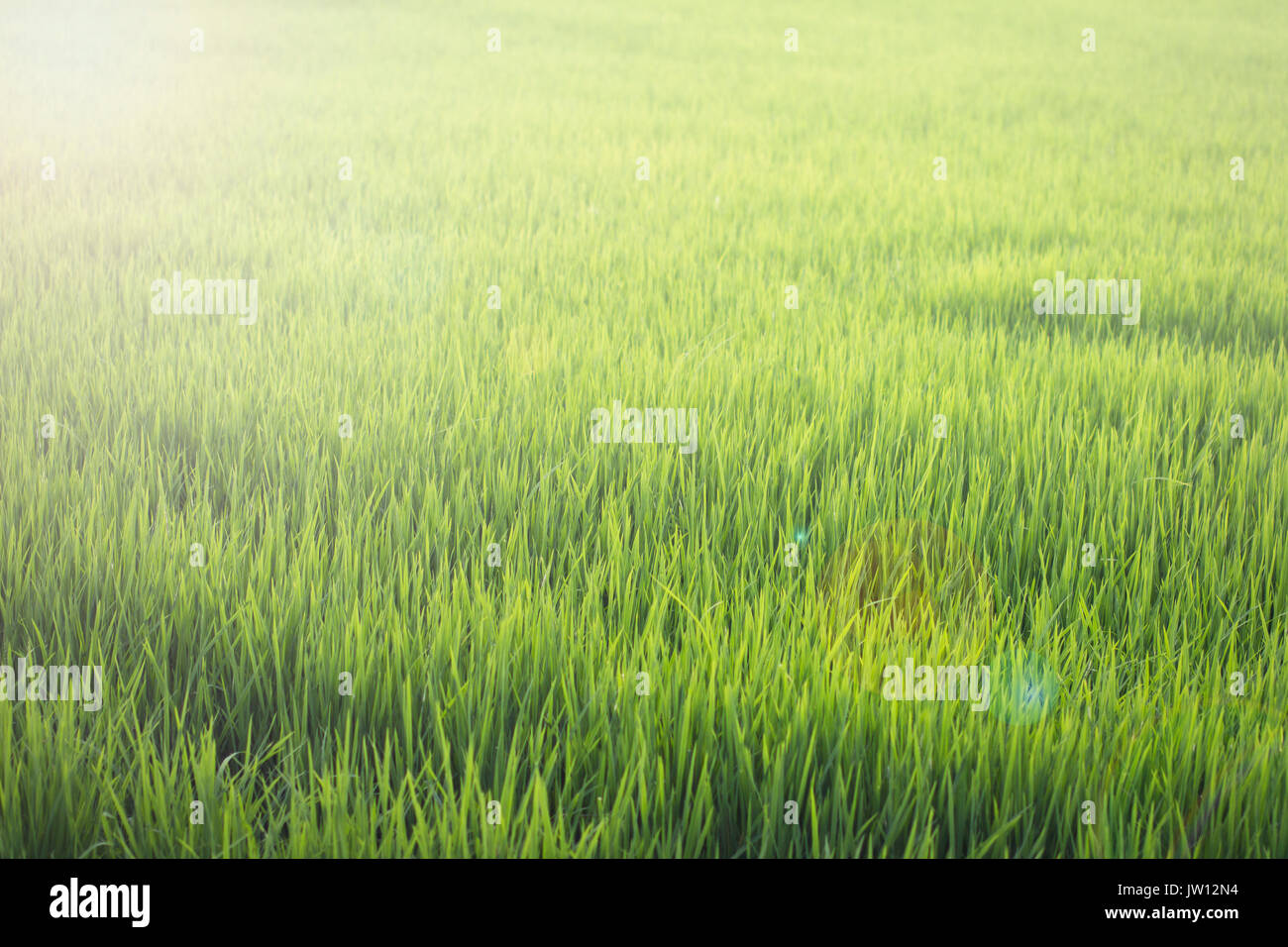 Beautiful sunshine grass background for design and vector, multipurpose ...