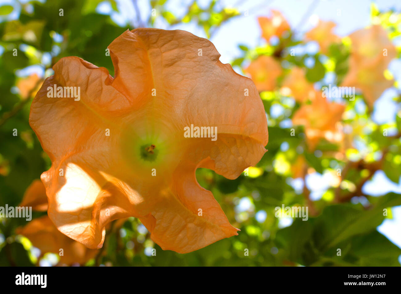 Datura stramonium. Tropical tree with flowers. Mediterranean plant ...