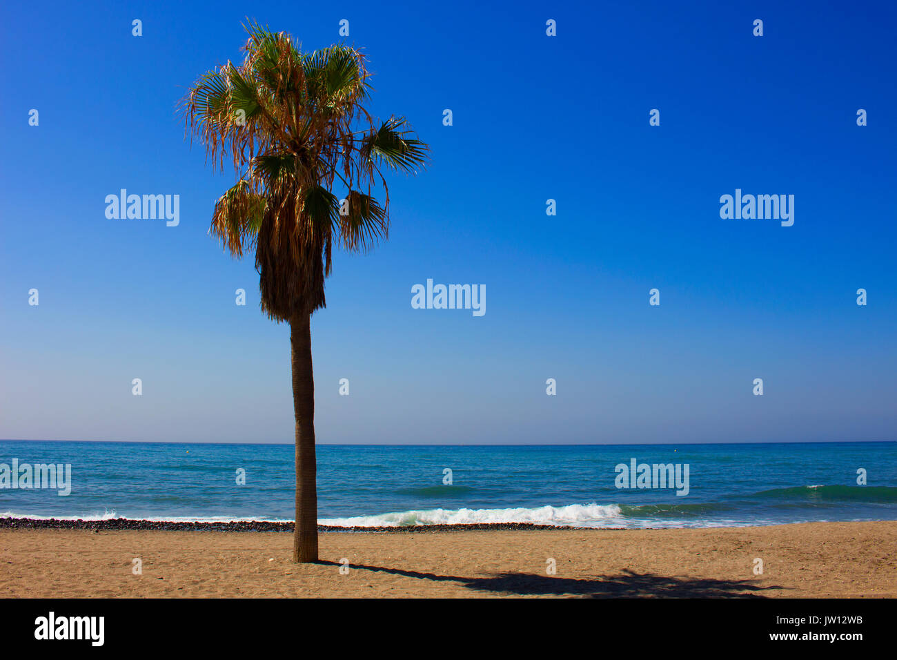 Palm tree. Palm tree in the beach. Costa del Sol, Andalusia, Spain ...