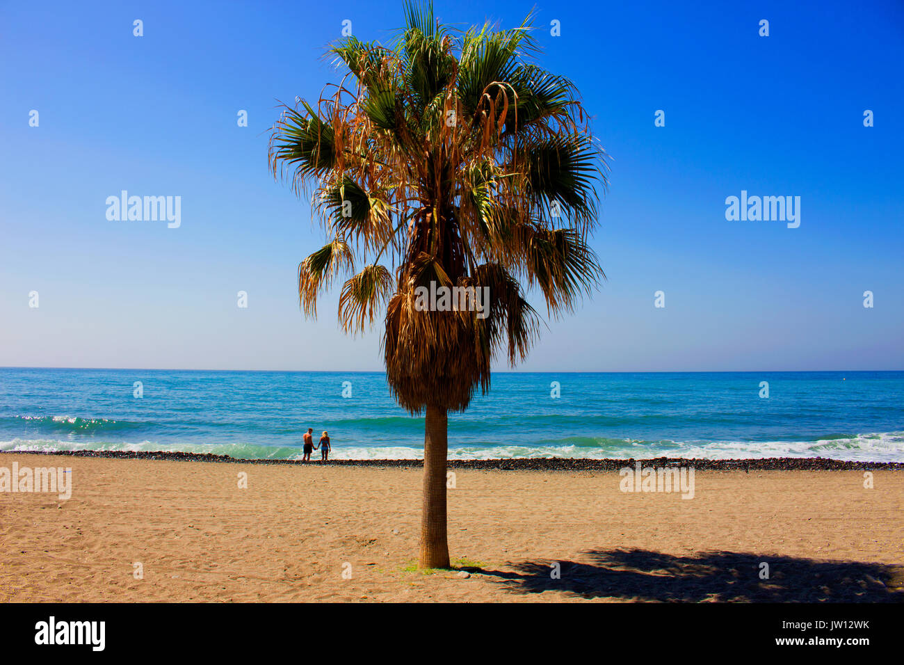 Palm tree. Palm tree in the beach. Costa del Sol, Andalusia, Spain ...