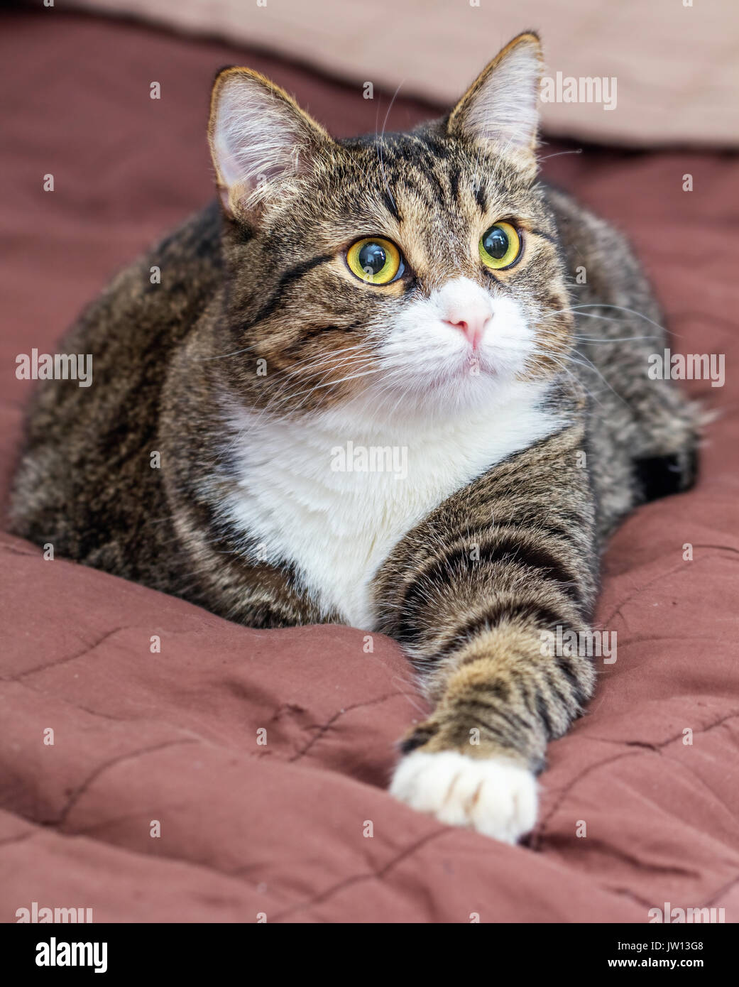 Adult Tabby Cats How Do Cats Get Their Stripes? | Live Science