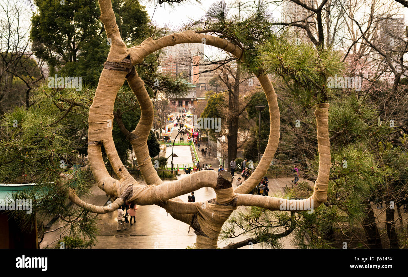Hessian wrapped branches of traditional trained pine tree, Tokyo, Japan ...