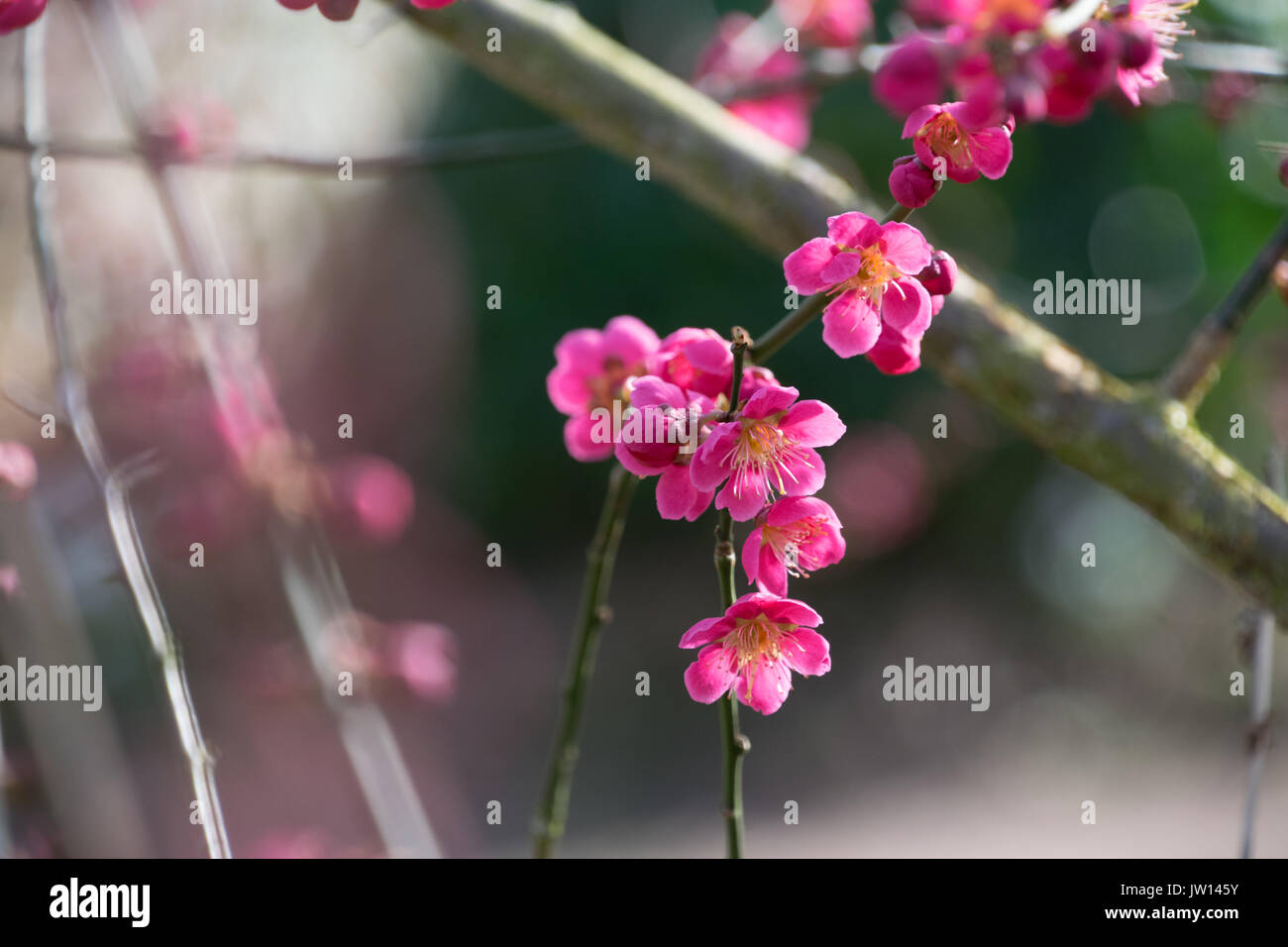 Light pink sepals hi-res stock photography and images - Alamy