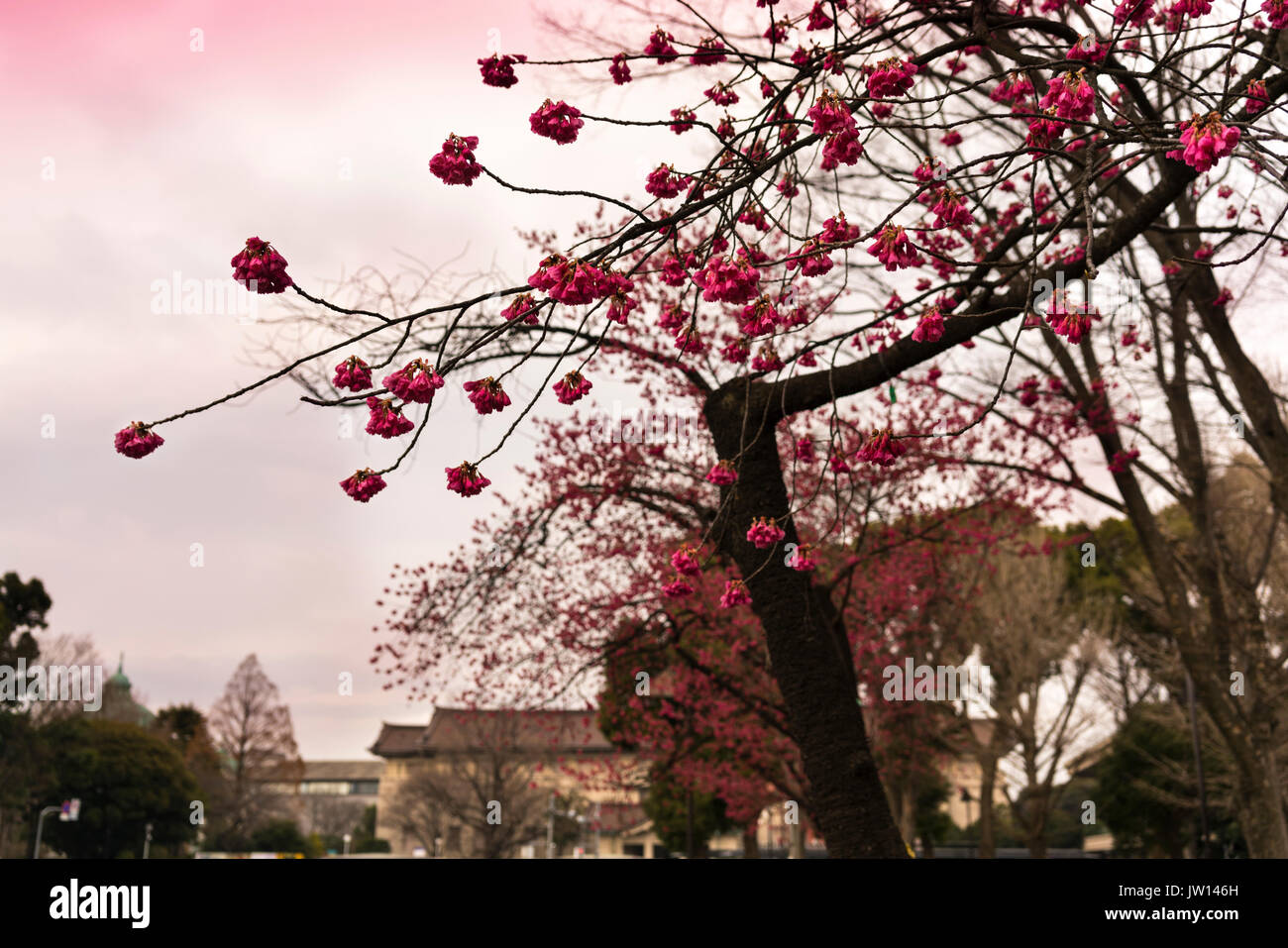 New cherry blossom in early Spring, Tokyo, Japan Stock Photo - Alamy