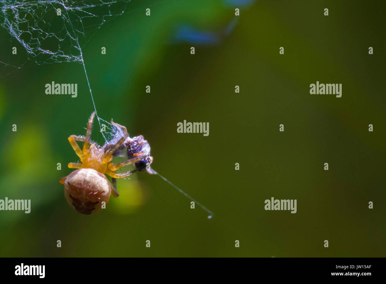 Spider and his pray on a green background Stock Photo - Alamy