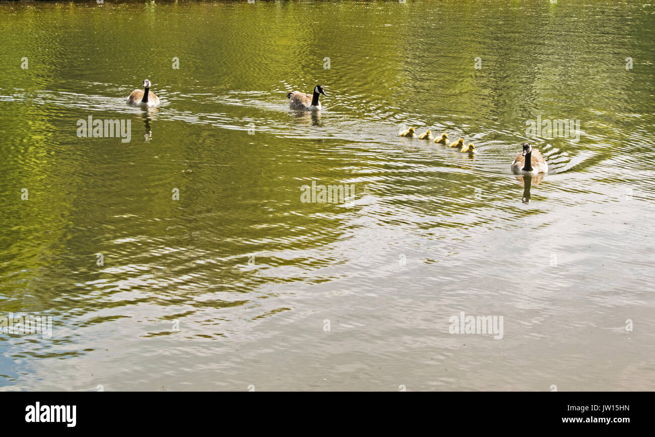 Line astern hi-res stock photography and images - Alamy