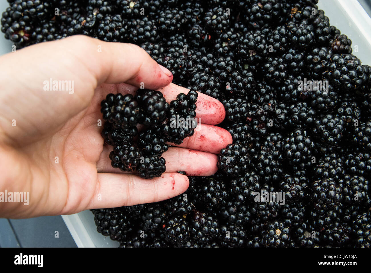 Raw blackberries hi-res stock photography and images - Alamy