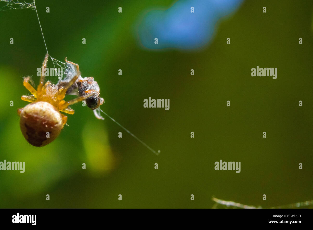 Spider and his pray on a green background Stock Photo - Alamy