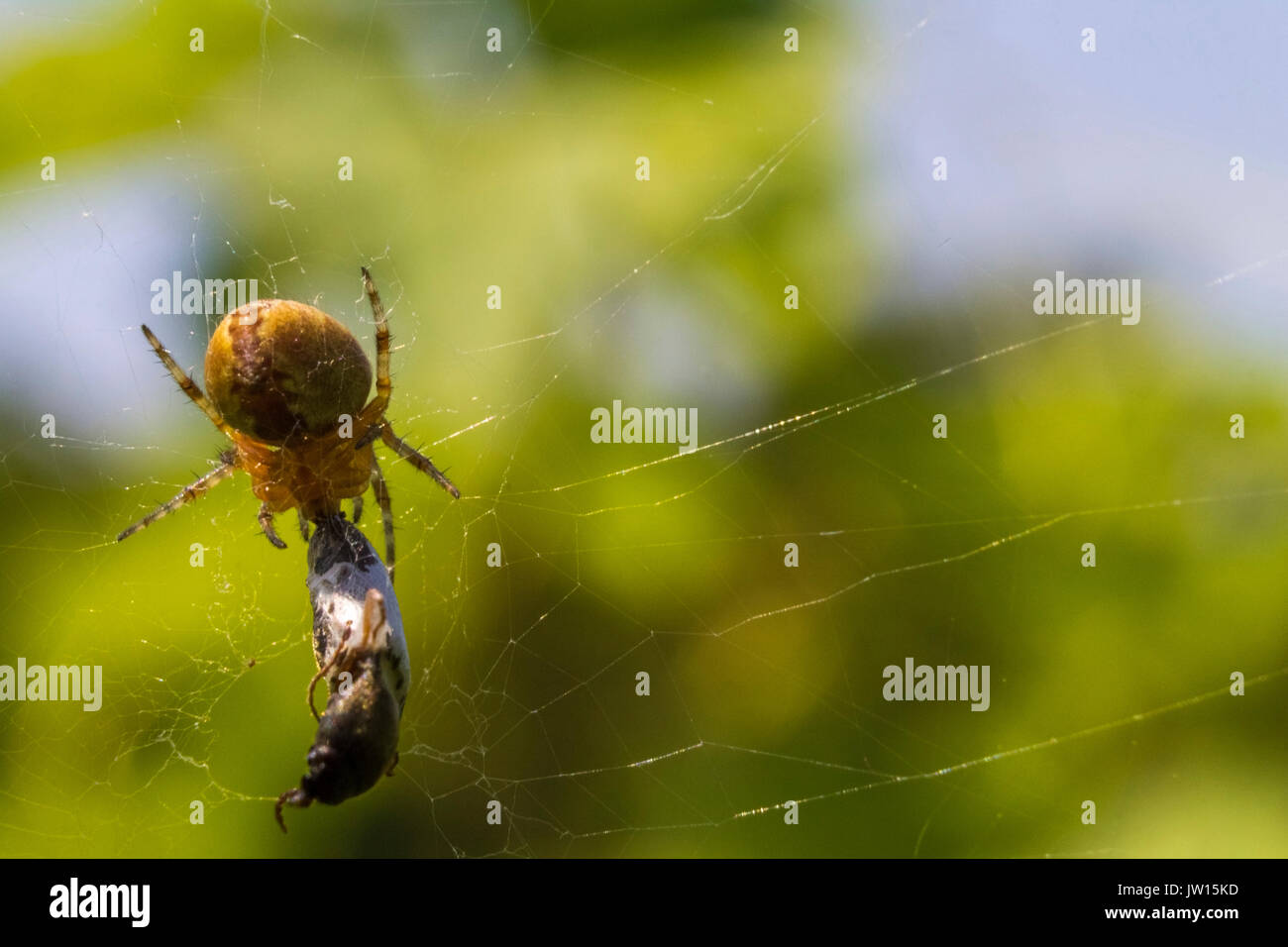 Spider and his pray on a green background Stock Photo - Alamy