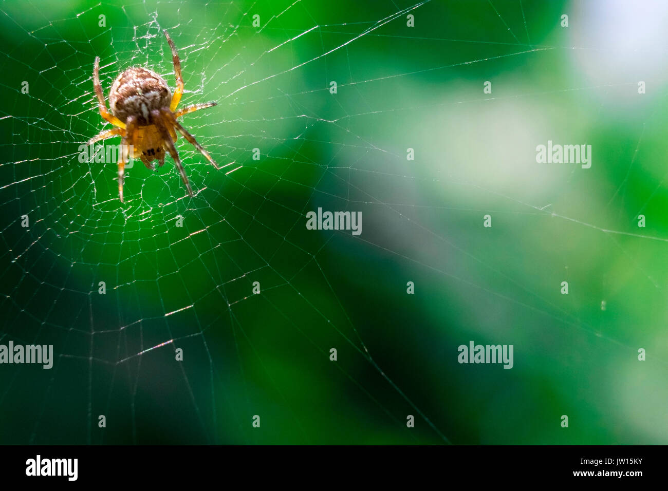 Spider and his pray on a green background Stock Photo - Alamy