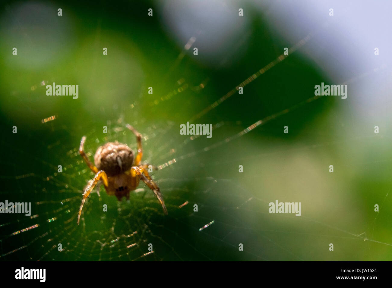 Spider and his pray on a green background Stock Photo - Alamy